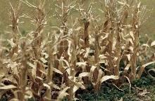 TARIFF O Dried Corn Stalks/28pk - Emery Distributors